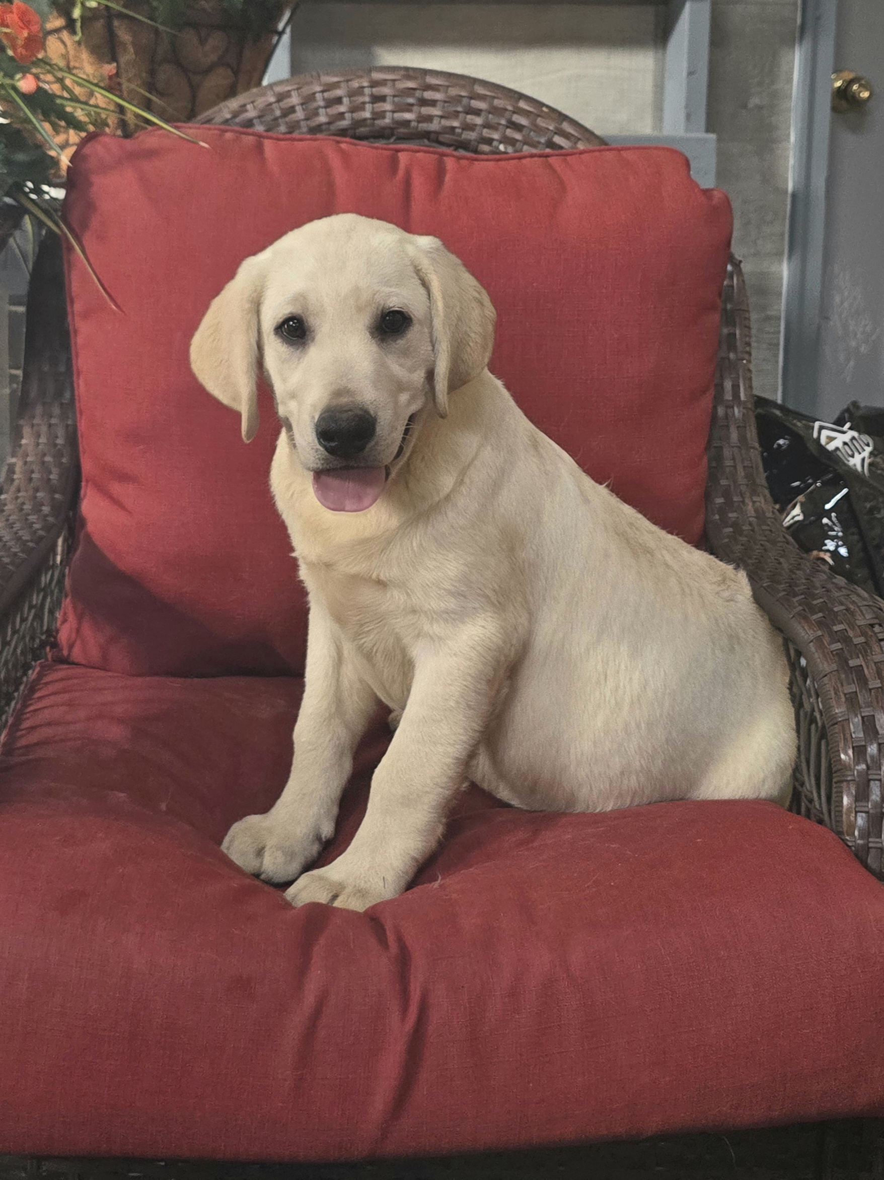 Available Labradors - Pleasant Knoll Labrador Retrievers : Pleasant Knoll Labrador Retrievers